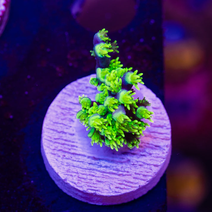 FHC Equilibrium – Cherry Corals